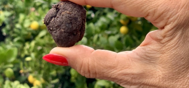 Exploring Plant-Based Sustainability: Guerrilla Gardening for Teens ...