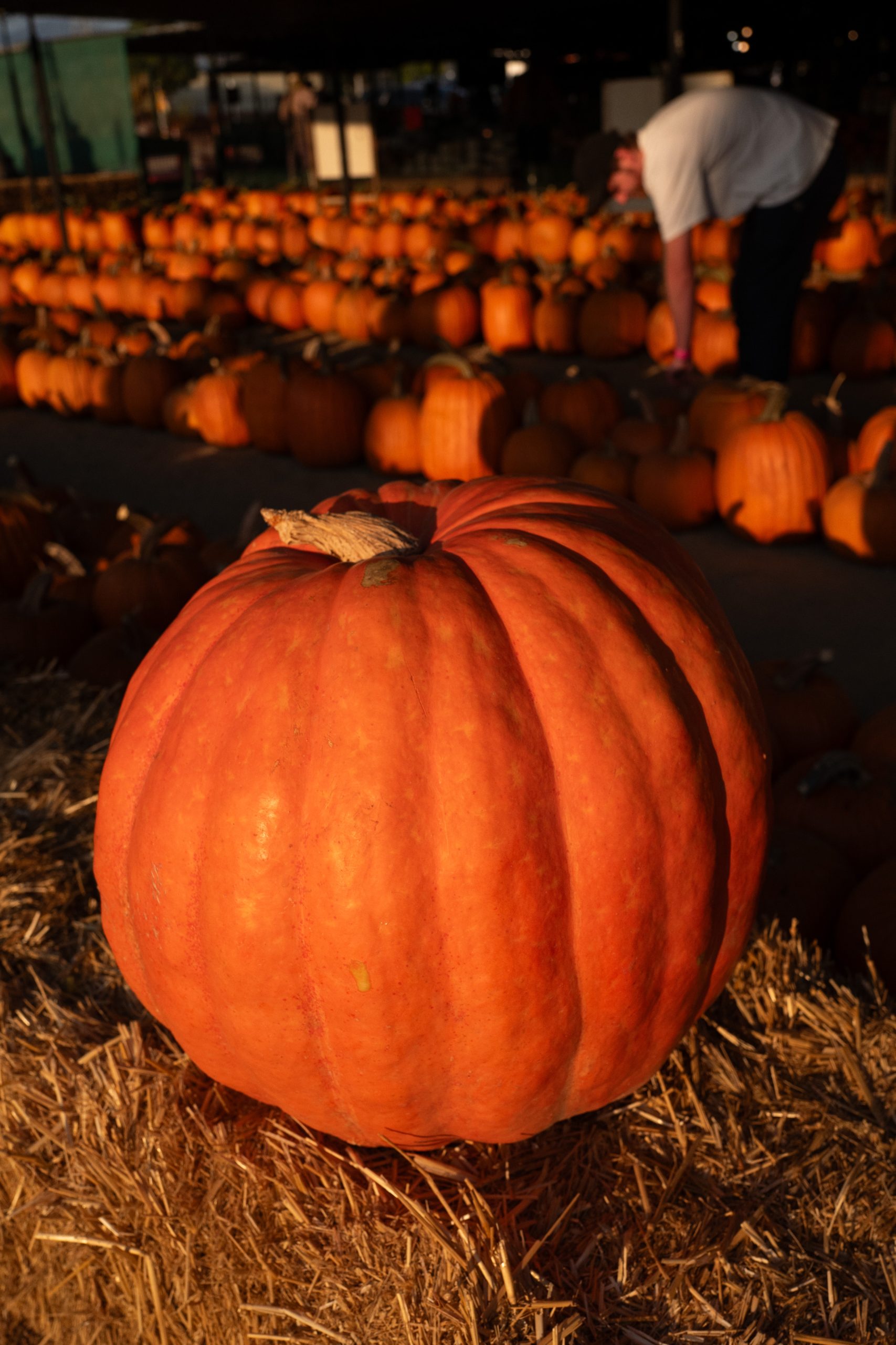 Calabazas: De Alimento Básico a Símbolo de Halloween - The San Fernando ...