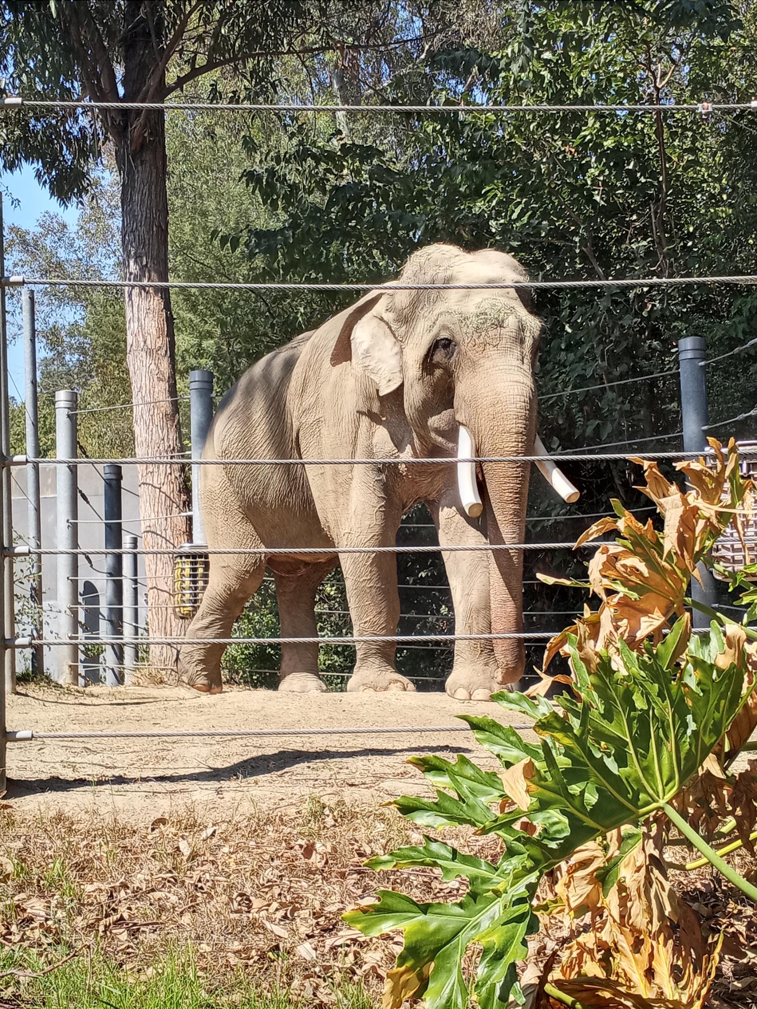 Councilman Says LA Zoo Should Consider All Options for Asian Elephants ...